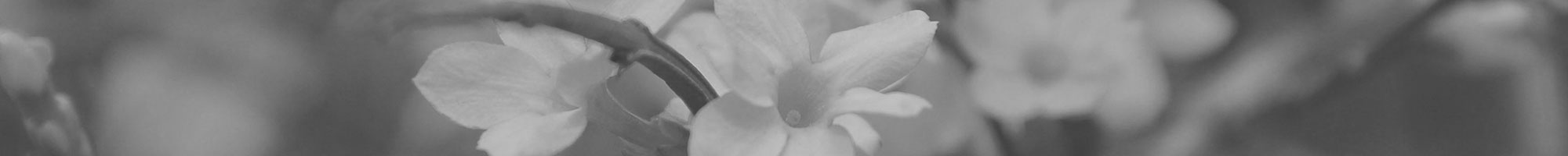 fw-banner-image-13 - Patterson Brothers Funerals